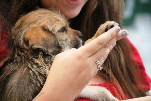 Saau realiza feira de adoção no dia 8 de março em Umuarama